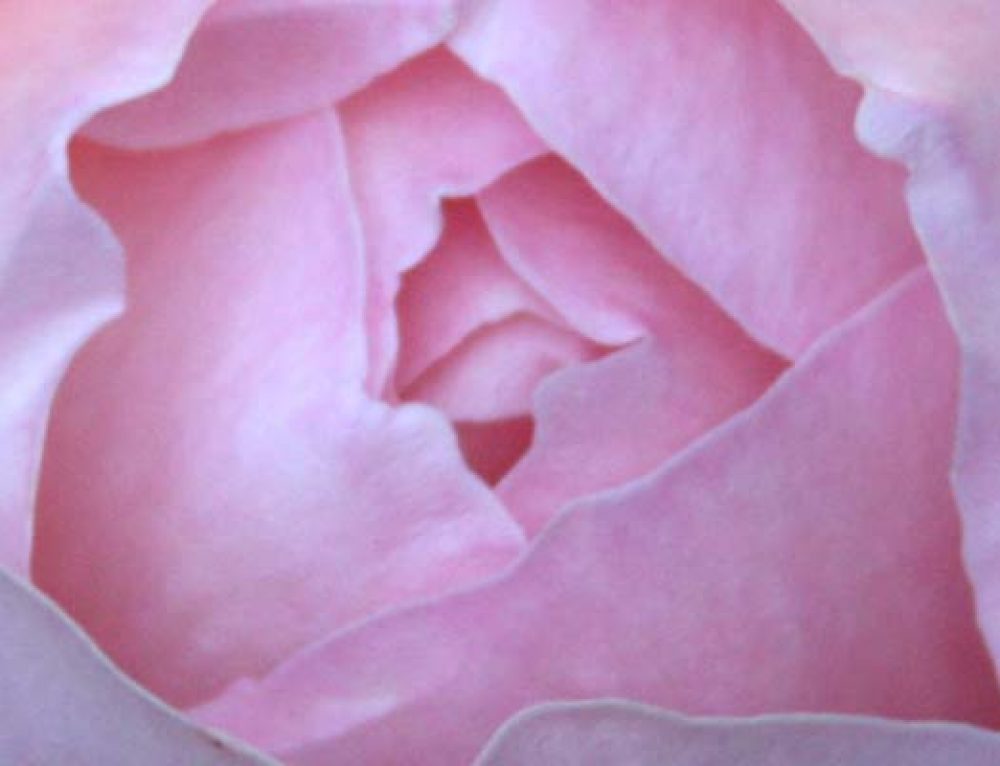 Rose Class 1 – The Rose Healing Grid – Rose Alchemy