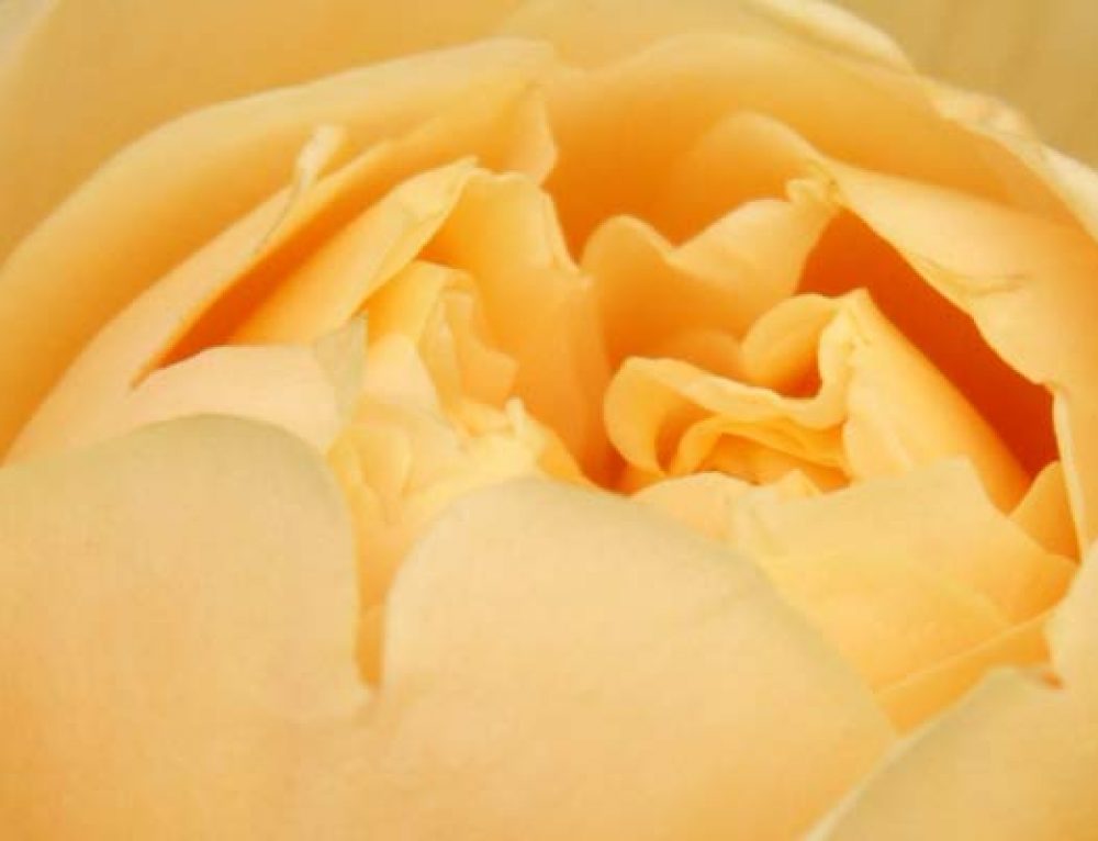 Rose Class 1 – The Rose Healing Grid – Rose Alchemy