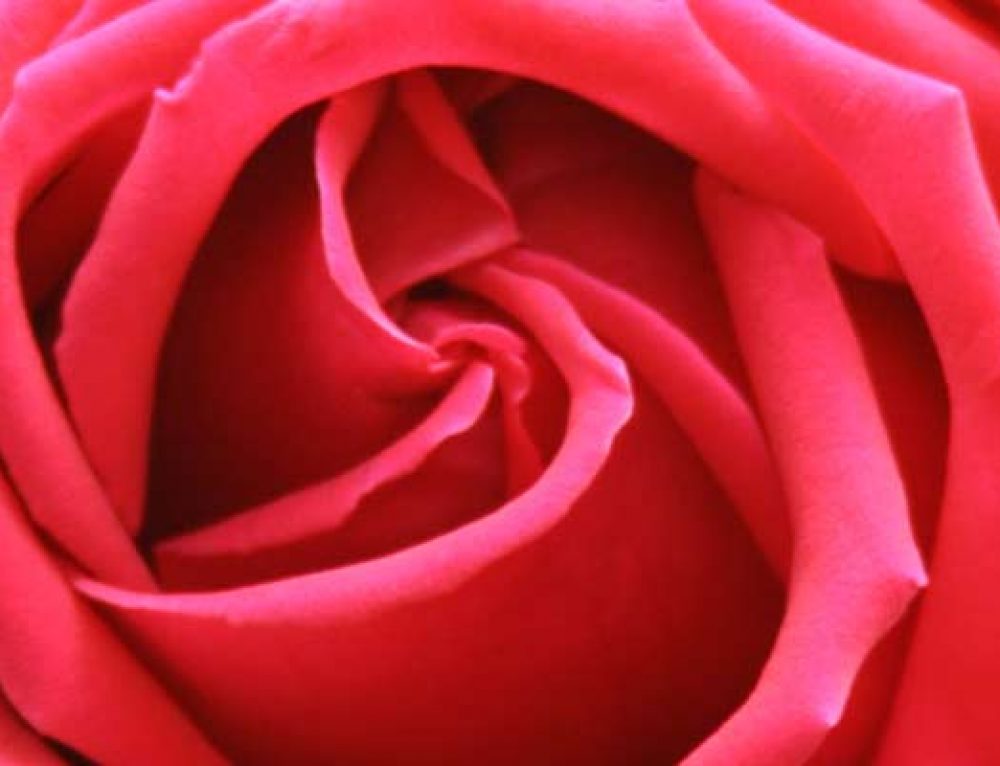 Rose Class 1 – The Rose Healing Grid – Rose Alchemy