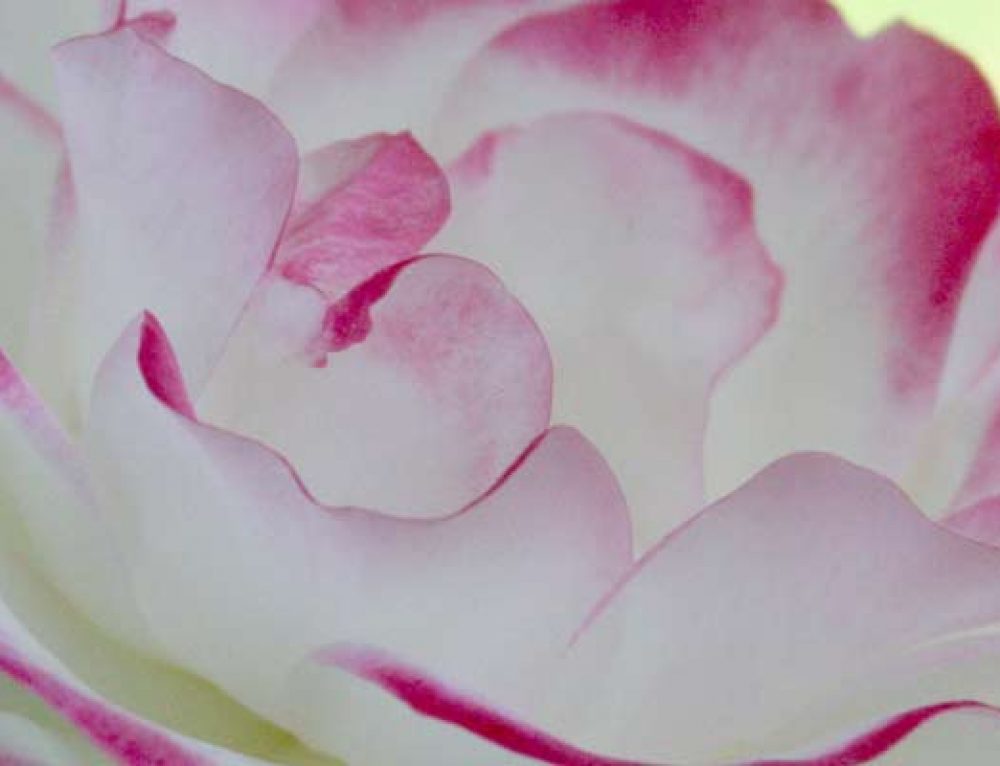 Rose Class 1 – The Rose Healing Grid – Rose Alchemy