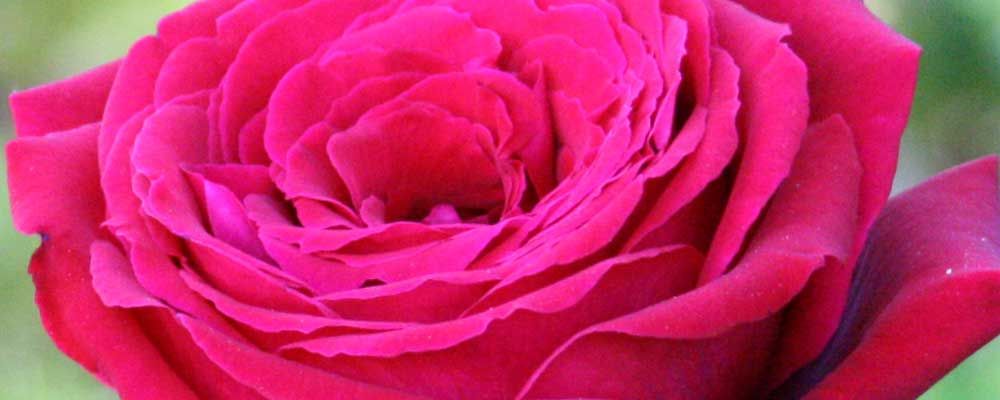 Rose Alchemy – Rose Oracle for the Heart