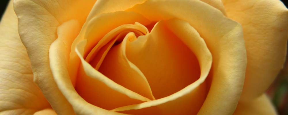 Rose Alchemy – Rose Oracle for the Heart