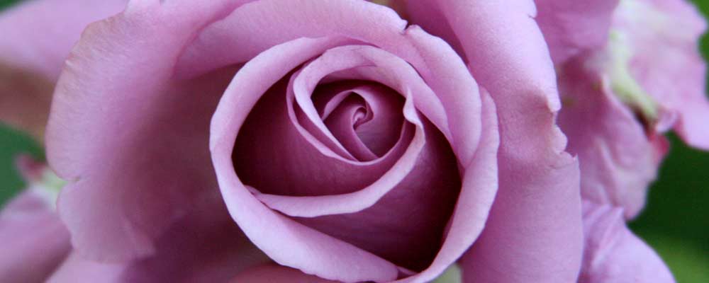 Rose Alchemy – Rose Oracle for the Heart