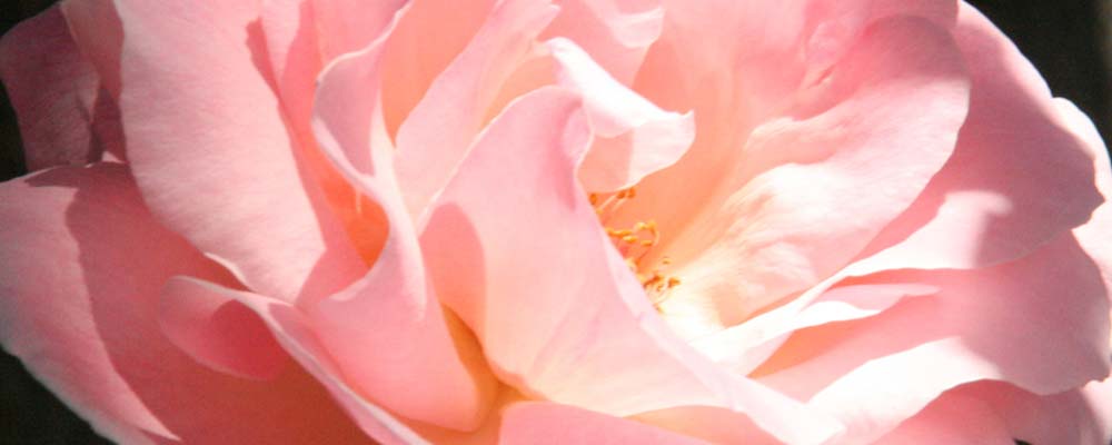 Rose Alchemy – Rose Oracle for the Heart