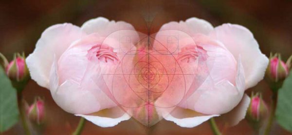 The Rose Oracle – Rose Alchemy